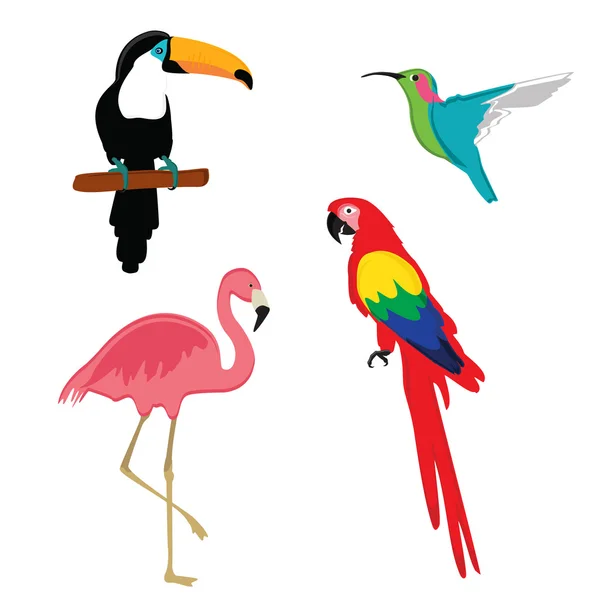 Exotic Birds Vector Graphics | Everypixel
