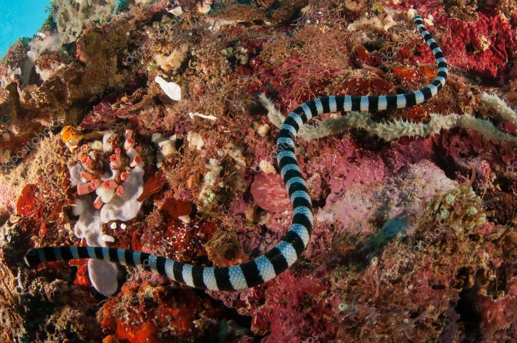 Serpiente marina acuática se arrastra por encima de los diversos ...