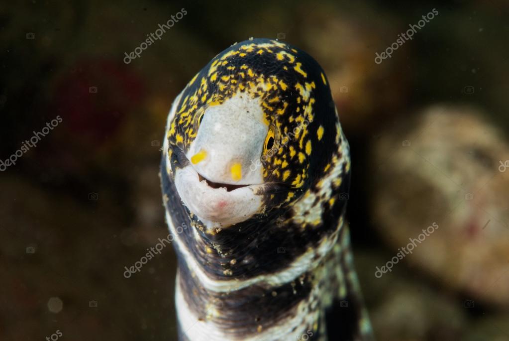 Smile snowflake moray eel in Ambon, Maluku, Indonesia underwater photo ...
