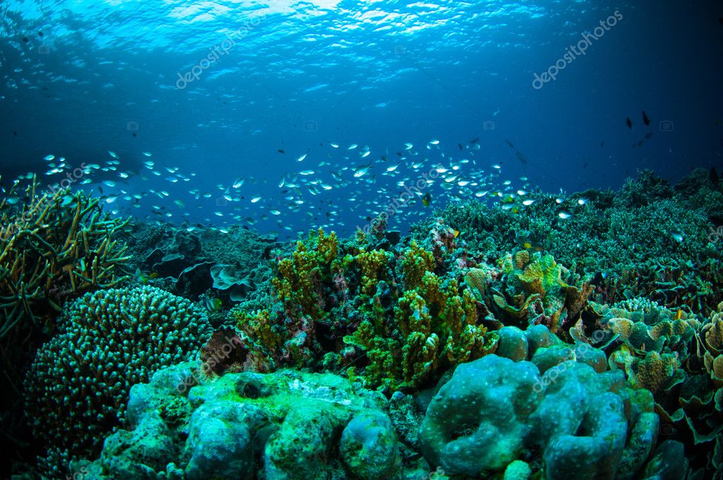 Thousand fish below boat bunaken sulawesi indonesia underwater photo ...