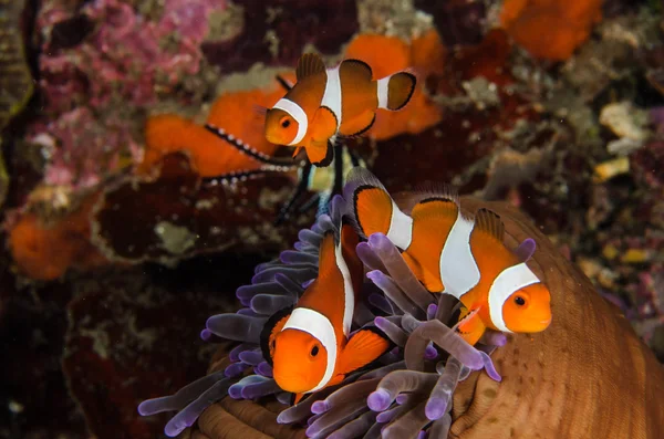 Scuba diving lembeh Indonesia Anemonefish underwater - Stock Image ...