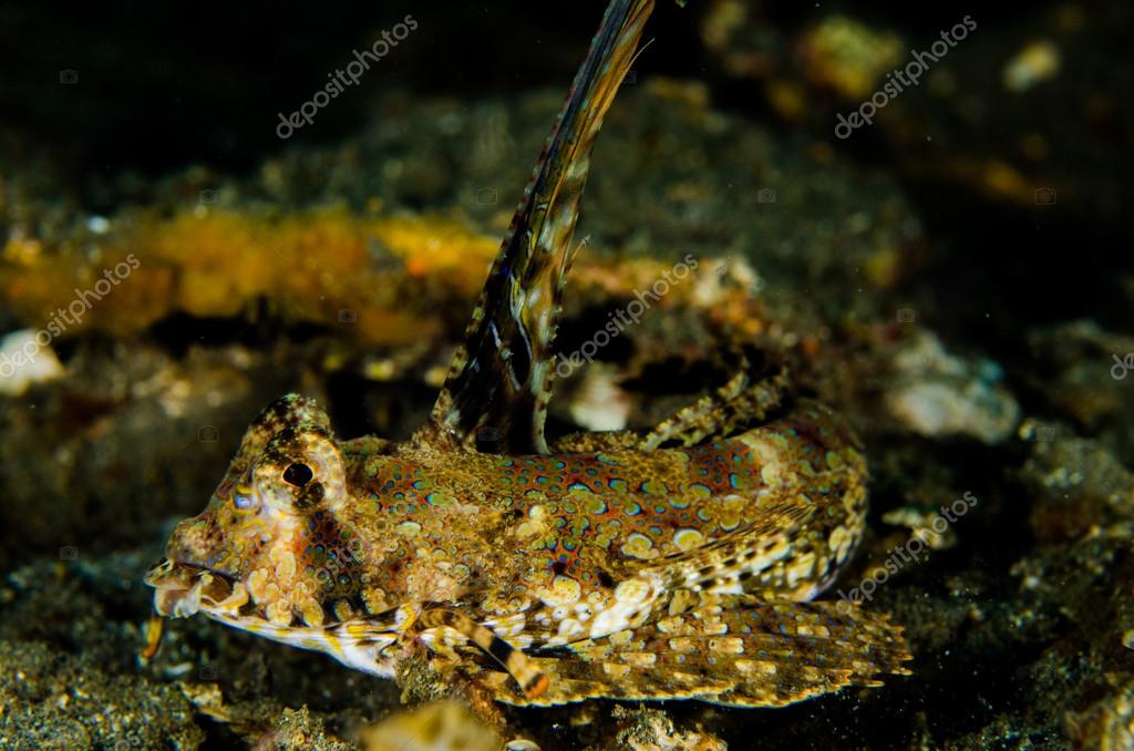 Scuba diving lembeh indonesia blocthed goby — Stock Photo ...