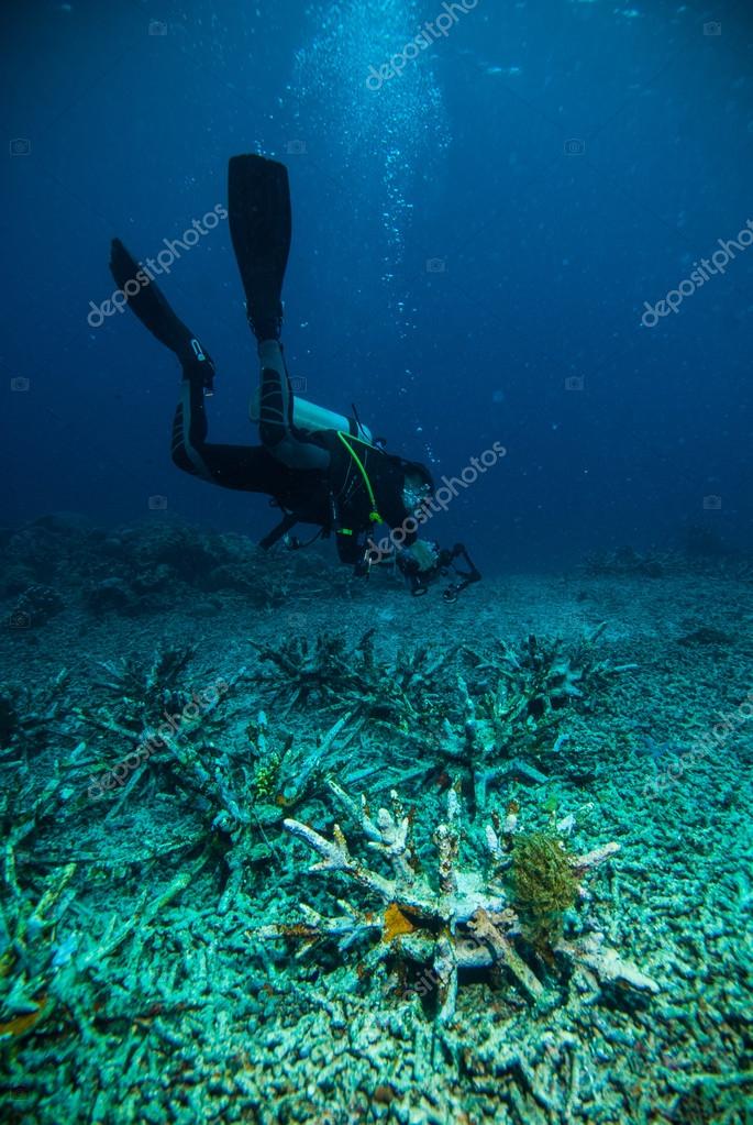 Diver blue water scuba diving bunaken indonesia sea reef ocean — Stock ...