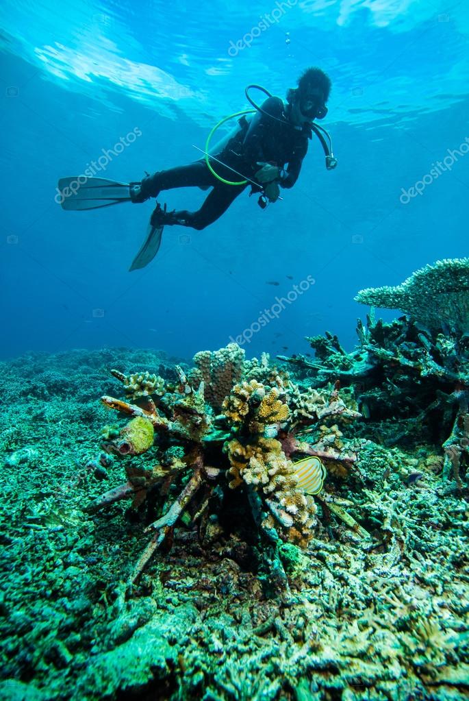 Diver blue water scuba diving bunaken indonesia sea reef ocean — Stock ...