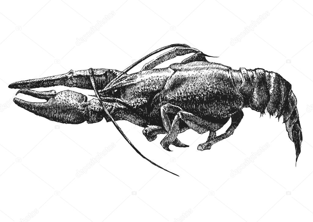 Illustration with a large cancer drawn by hand Stock Vector Image by ...