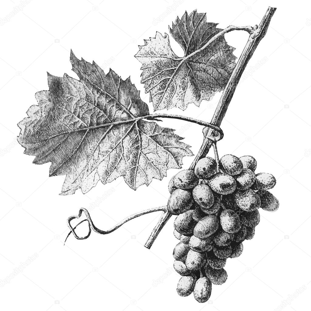 Illustration with grapes and leaves Stock Vector Image by ©rednex #58425463