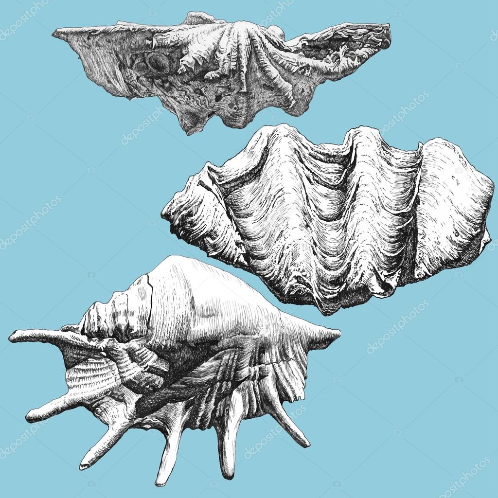 Illustration with different realistic shells Stock Vector Image by ...
