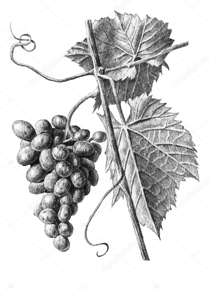 Illustration with grapes and leaves Stock Vector Image by ©rednex #65676153