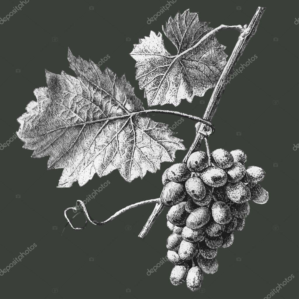 Illustration with grapes and leaves Stock Vector Image by ©rednex #77314488
