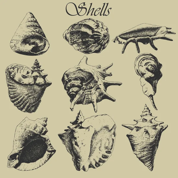 Set with realistic shells. Stock Vector Image by ©rednex #82385192