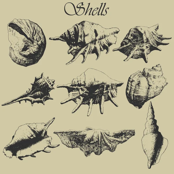 Set with realistic shells. Stock Vector Image by ©rednex #82385192