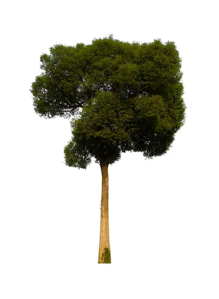 Real tree Stock Photos, Royalty Free Real tree Images | Depositphotos