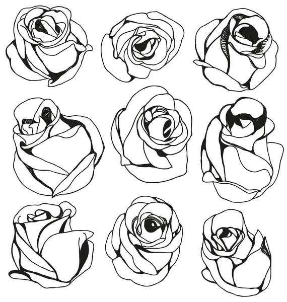 Rózsa rajz Stock vektorok, Rózsa rajz Jogdíjmentes illusztrációk - Page ...