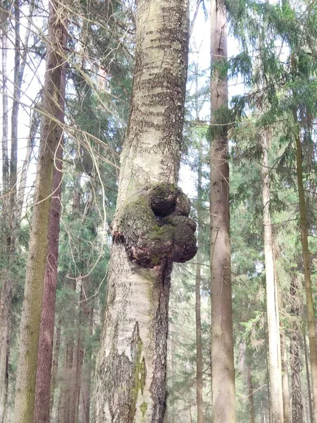 large birch chaga mushroom on a tree. Inonotus obliquus. Healing tea ...