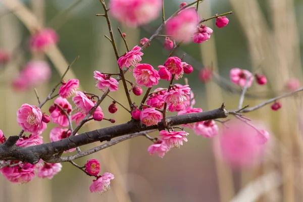 Spring plum blossom branches pink flower - Stock Image - Everypixel