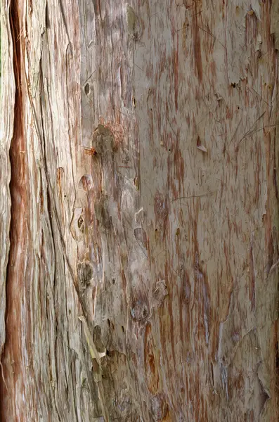 Red gums Stock Photos, Royalty Free Red gums Images | Depositphotos