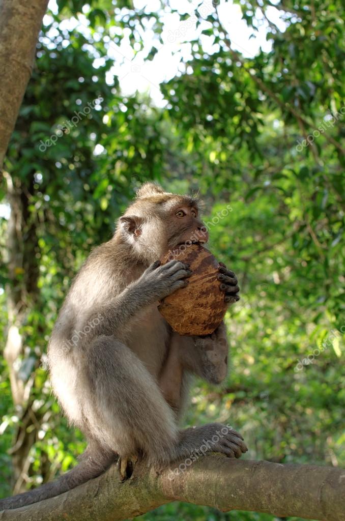 Crab-eating macaque eating coconut — Stock Photo © edogr #57702385