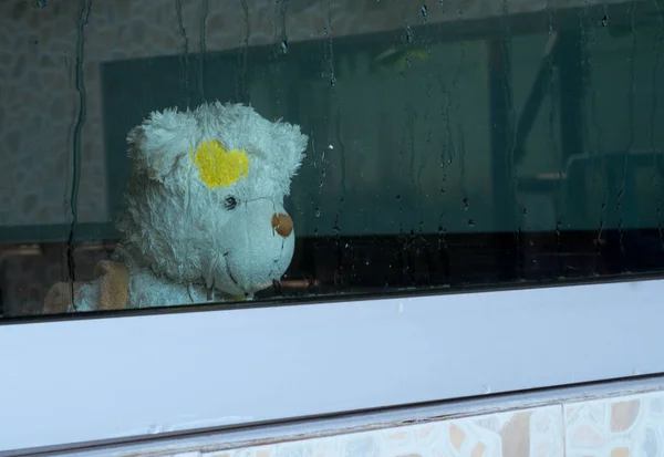 Teddy bear window Stock Photos, Royalty Free Teddy bear window Images ...