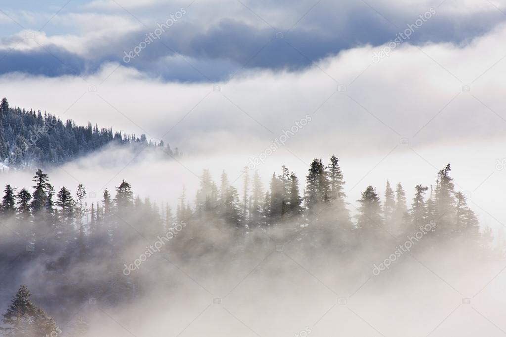 Inspirational Pictures of Pine Trees covered in mist — Stock Photo ...