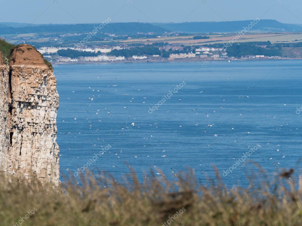 Una vista a través del mar con acantilados y sitio de anidación con ...