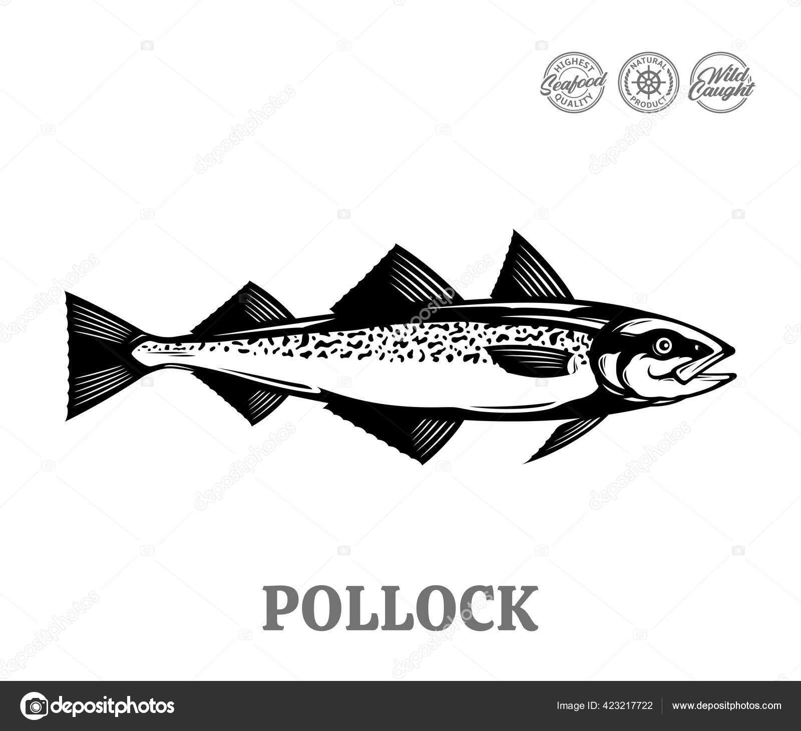 Vector Pollock Fish Illustration Isolated White Background Stock Vector ...