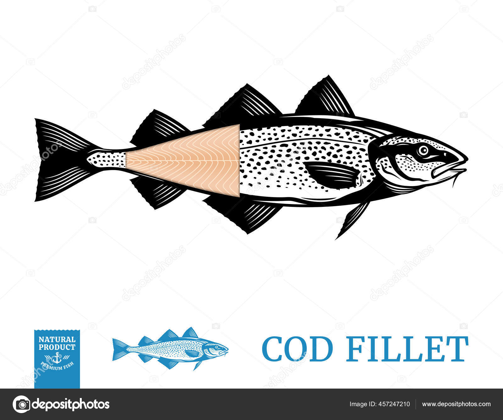 Vector Cod Fish Illustration Fillet Isolated White Background Stock ...