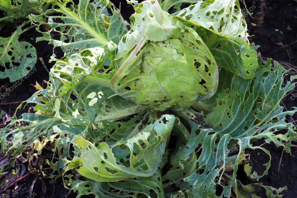 repollo creciendo en el jardín. hojas de col consumidas por pulgones ...
