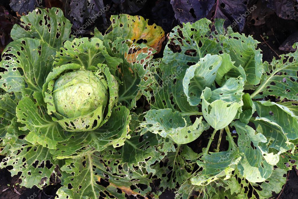 repollo creciendo en el jardín. hojas de col consumidas por pulgones ...