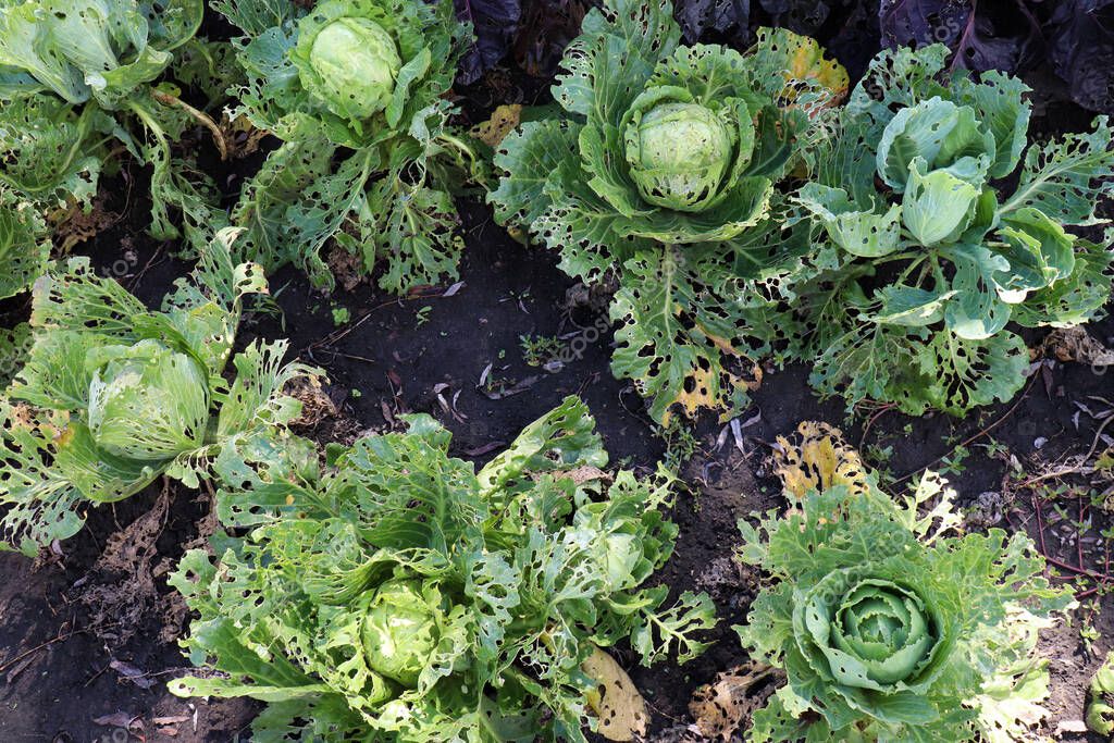 repollo creciendo en el jardín. hojas de col consumidas por pulgones ...