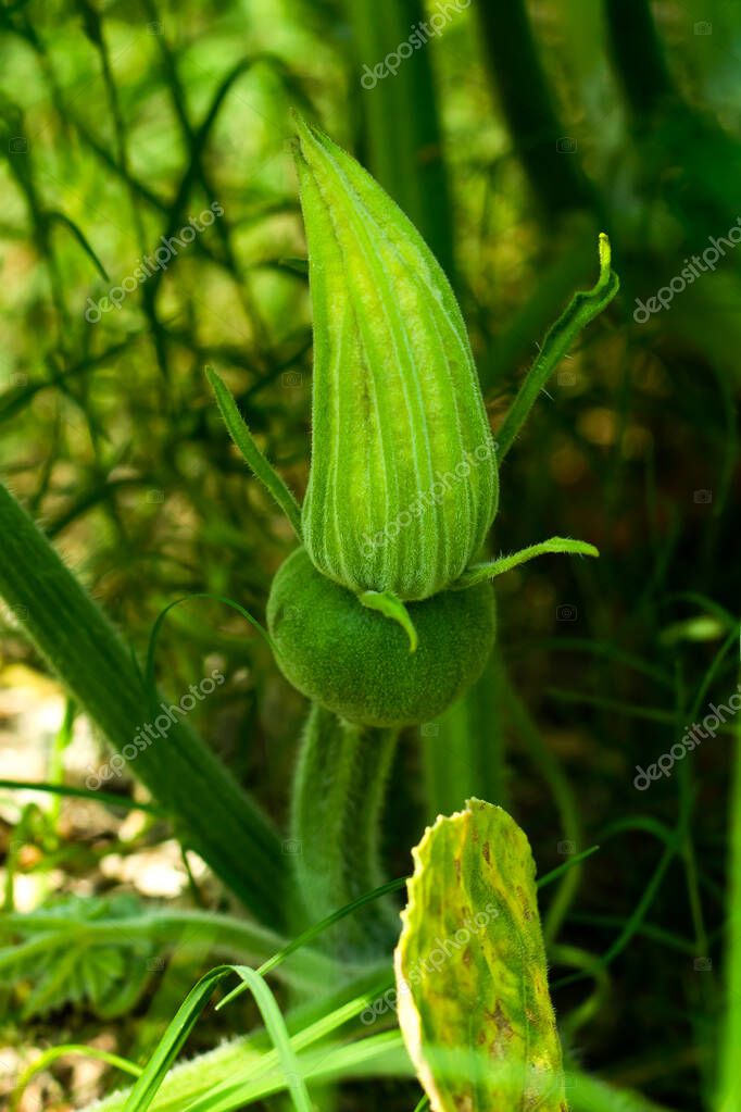 Cultivo de una sola planta de calabaza y flor de calabaza 2023