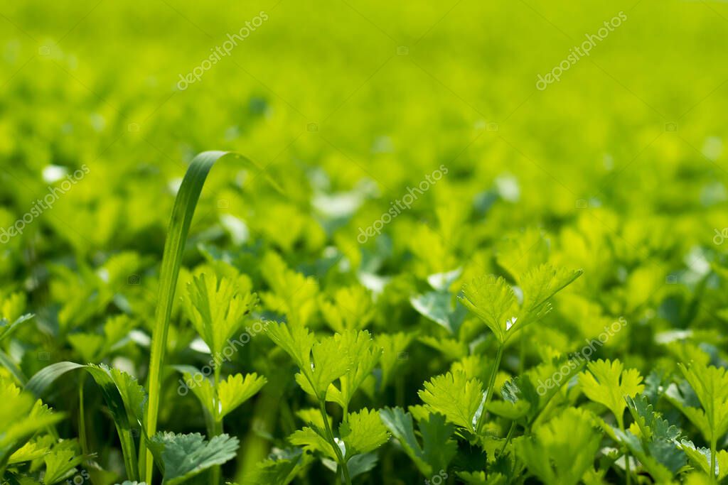 Planta de hoja de cilantro en un campo más grande 2023