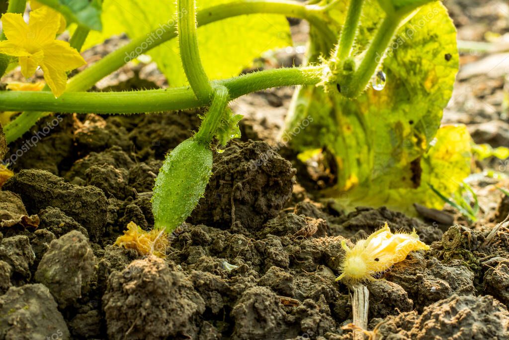 La muy pequeña y diminuta Muskmelon o Khira ese patio amarillo largo con flor de pepino, sobre ...