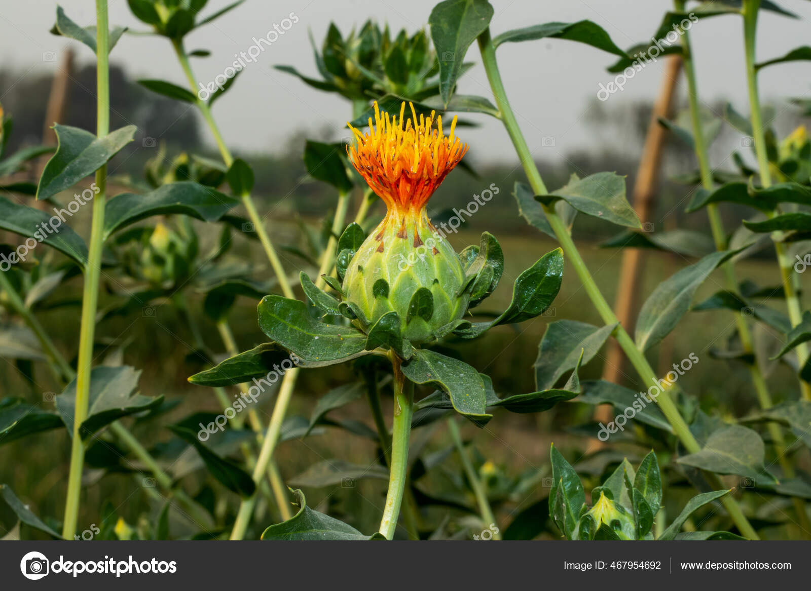 Safflower Important Seed Oil Crop Wide Range Industrial Branches ...