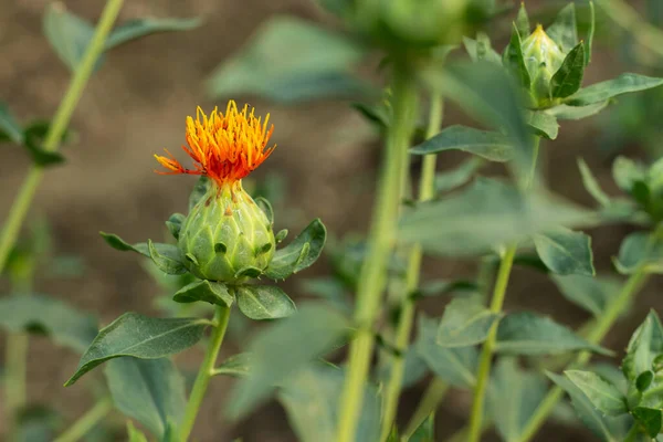 Safflower plant Stock Photos, Royalty Free Safflower plant Images ...