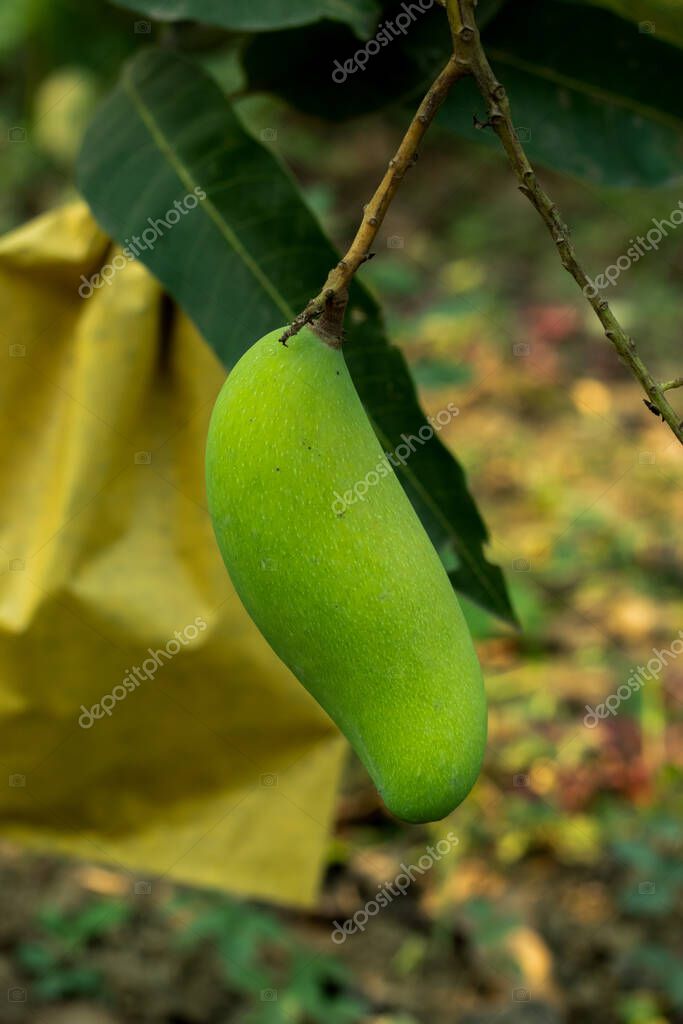 Mango de plátano y su nombre nativo es Nam Doc Mai también su tamaño ...