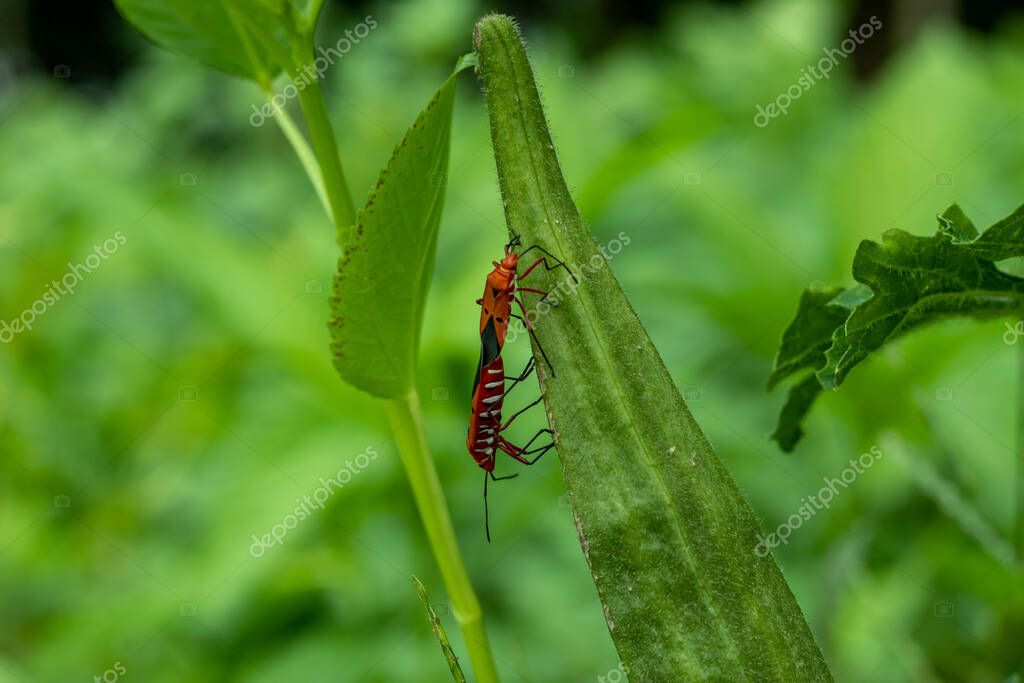 Dos coloridos insectos están sentados en el dedo de la dama y ...