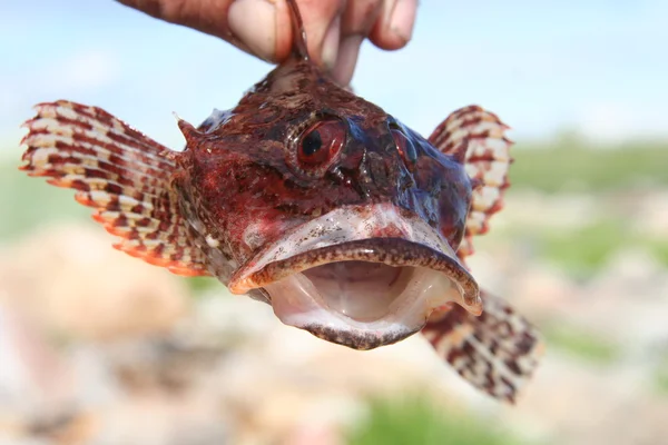 ᐈ Monkfish stock images, Royalty Free monkfish photos | download on ...