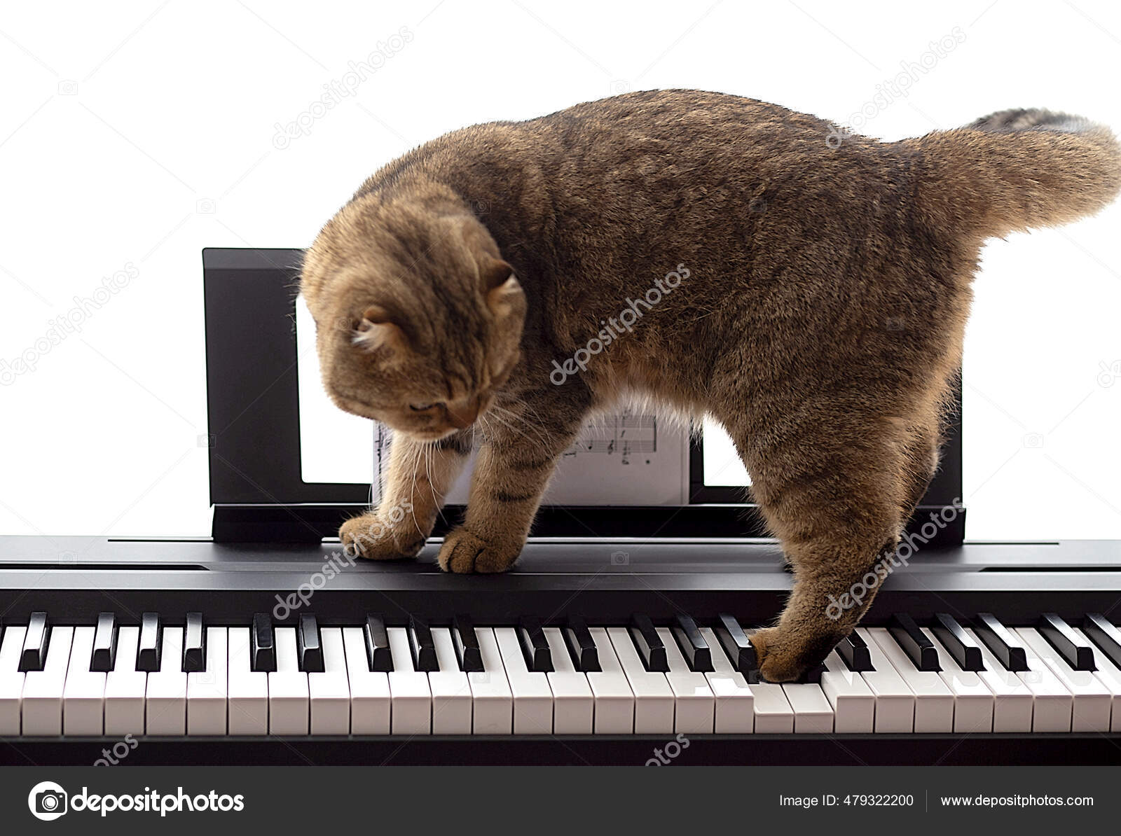 Animal Playing Piano