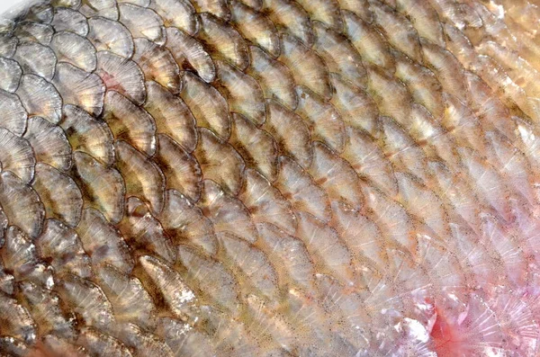 Fotos de tilapia Stock Photos, Royalty Free Fotos de tilapia Images ...