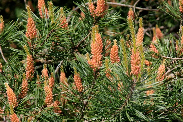 Yellow Pollen on a new pine blossom. Yellow pine cones from coniferous ...