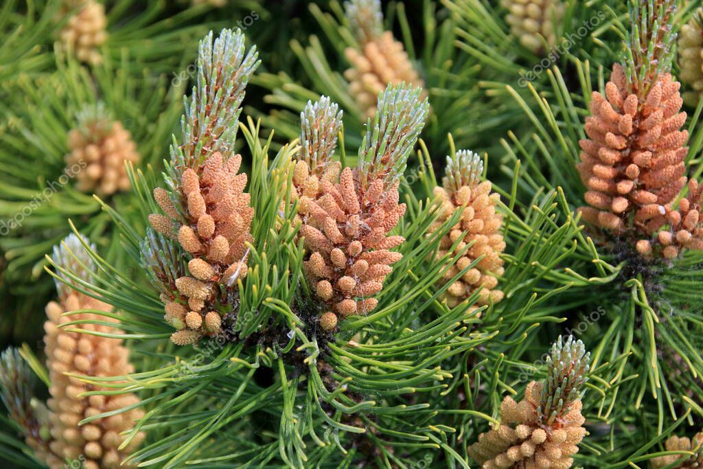 Polen amarillo en una nueva flor de pino. Conos de pino amarillo del ...