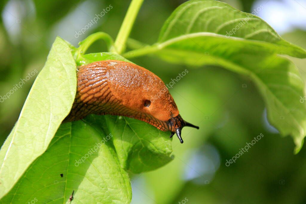 Big Brown babosa española (arion vulgaris) en una hierba, Primer plano ...
