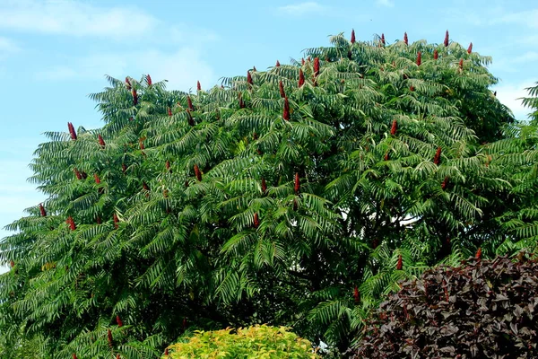 Rhus typhina, flor roja de árbol de zumaque o vinagre. Zumaque staghorn ...