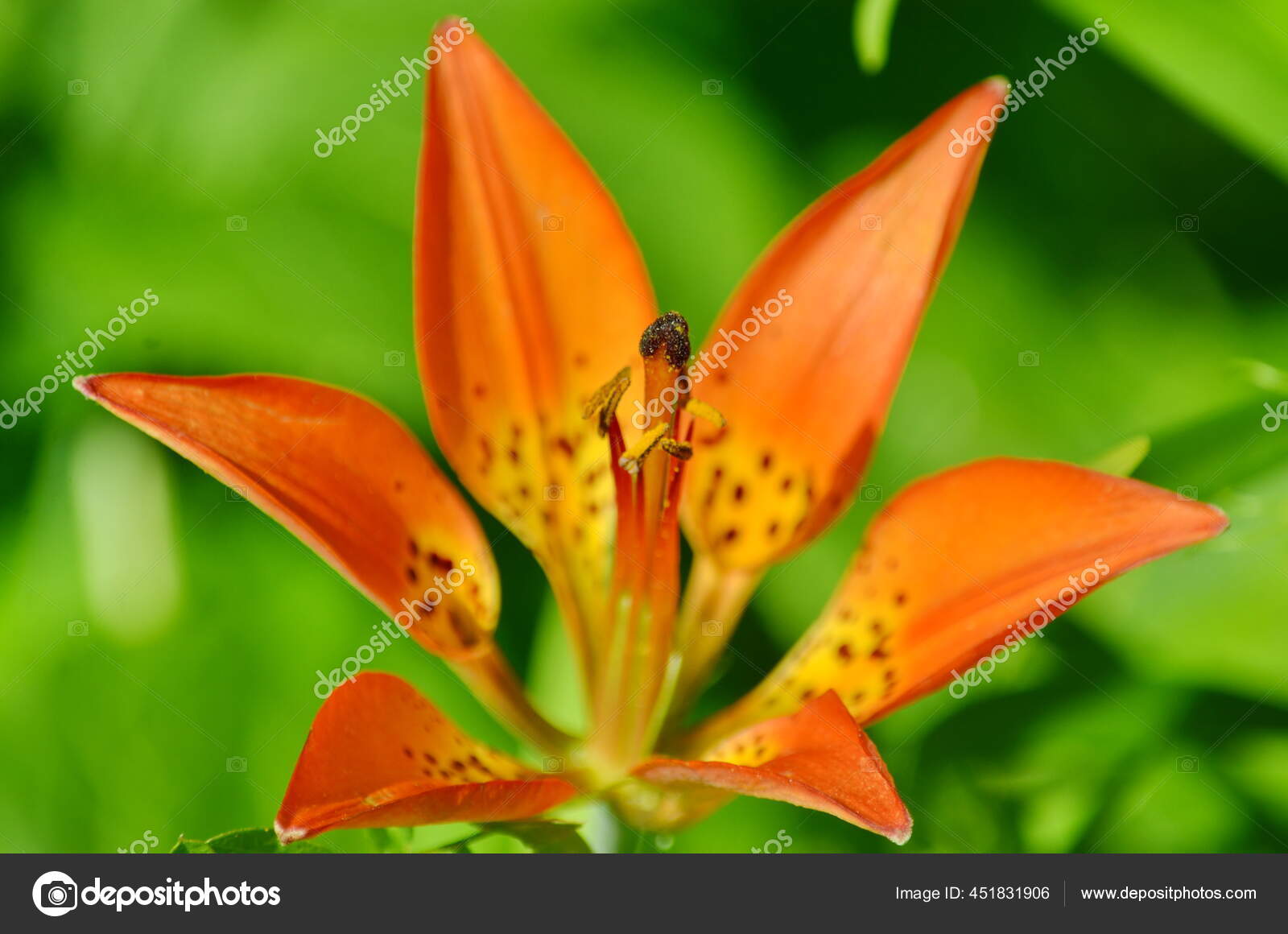 Western Red Lily