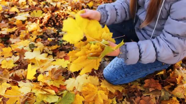 3,573 Collect leaves Videos, Royalty-free Stock Collect leaves Footage ...