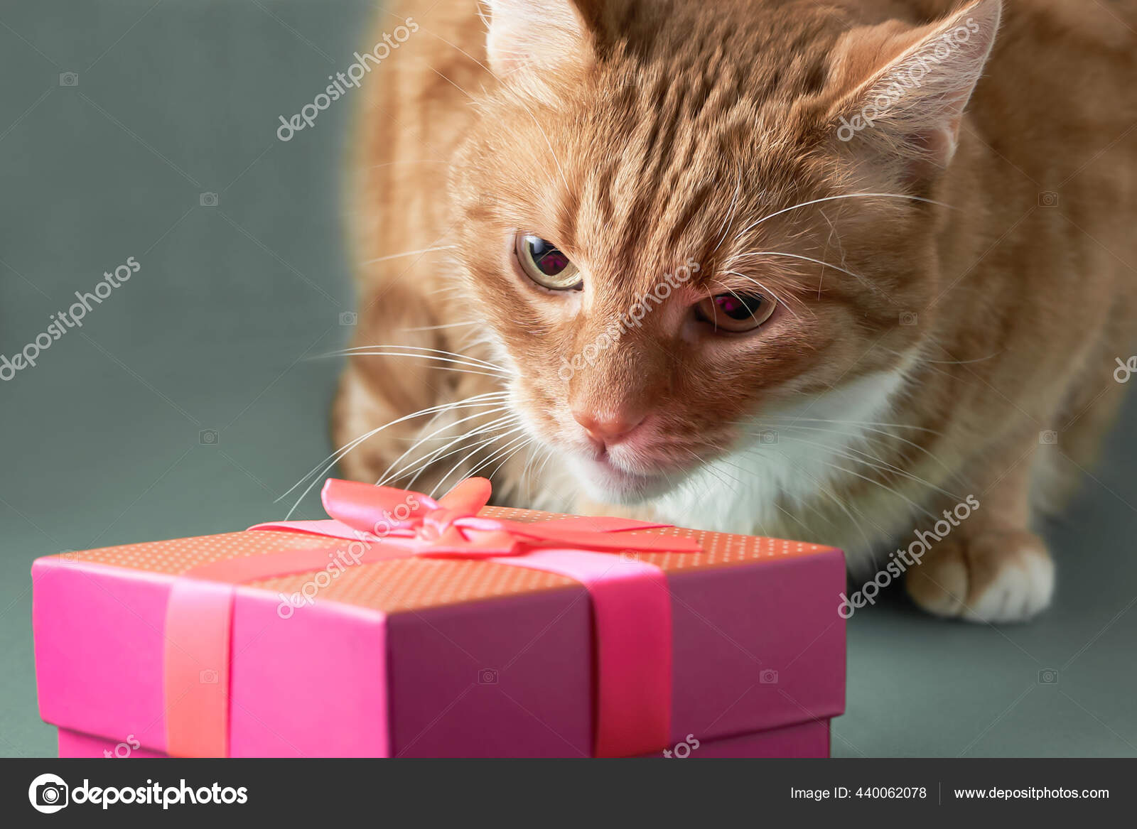 Cute Ginger Cat Gift Box Green Background Stock Photo by ©Ana_Fox 440062078
