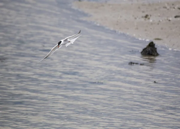 Black skimmer Stock Photos, Royalty Free Black skimmer Images ...