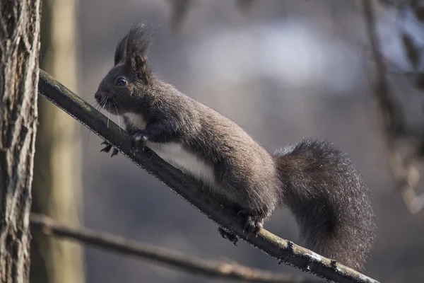Tree felling company Stock Photos, Royalty Free Tree felling company ...