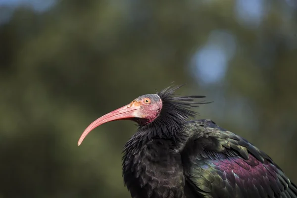 Ibis calvo del norte fotos de stock, imágenes de Ibis calvo del norte ...