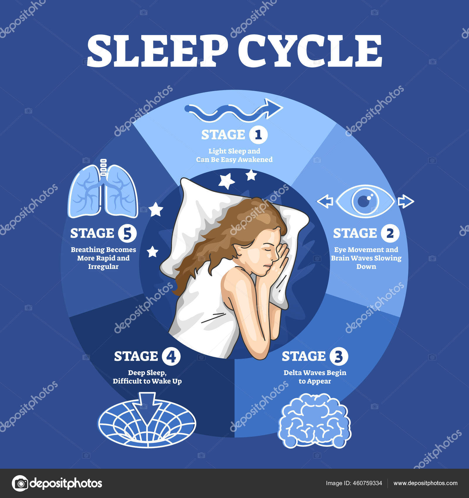 Sleep cycle with labeled night stages and phases description outline ...